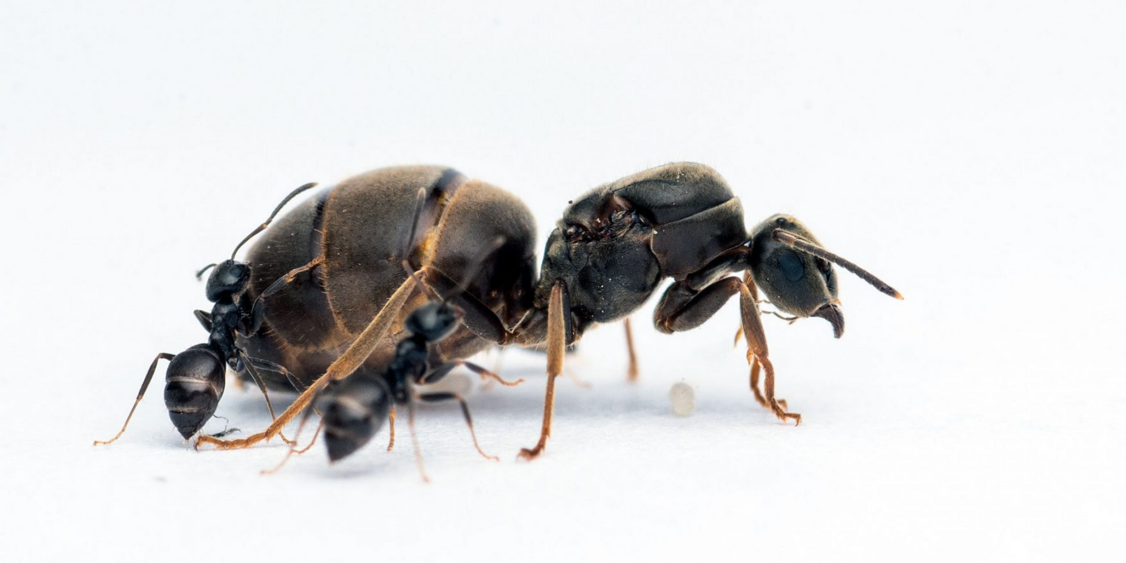 LA VIE DES FOURMIS – L'insecterie