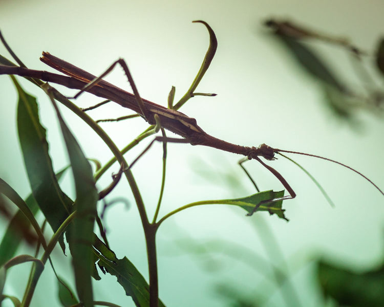 L'Insecterie: Phasmiden online kaufen, Mantiden verkaufen – L'insecterie