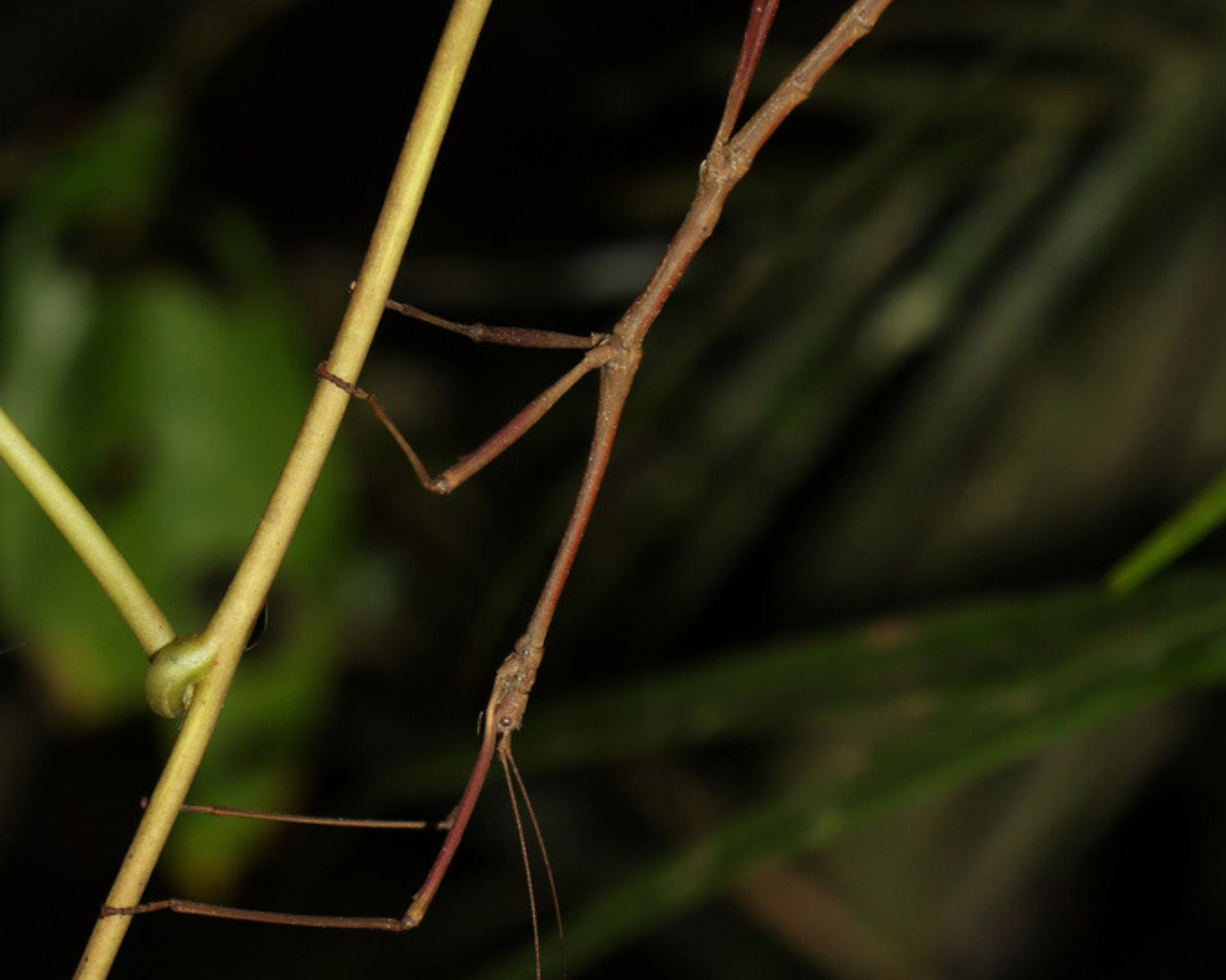 Acheter des phasmes - Hermagoras foliopeda en ligne – L'insecterie