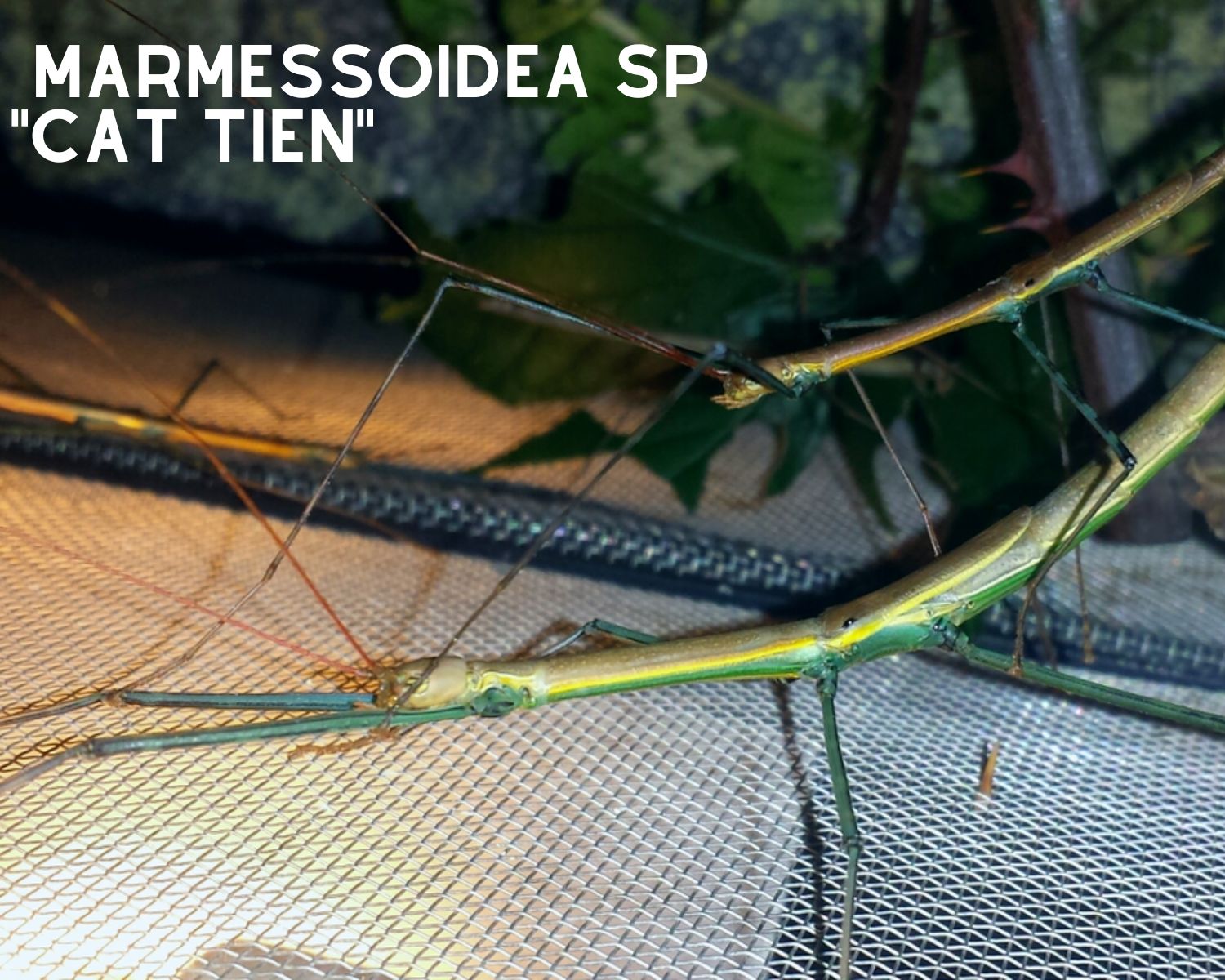 Elevage de phasmes en classe – L'insecterie