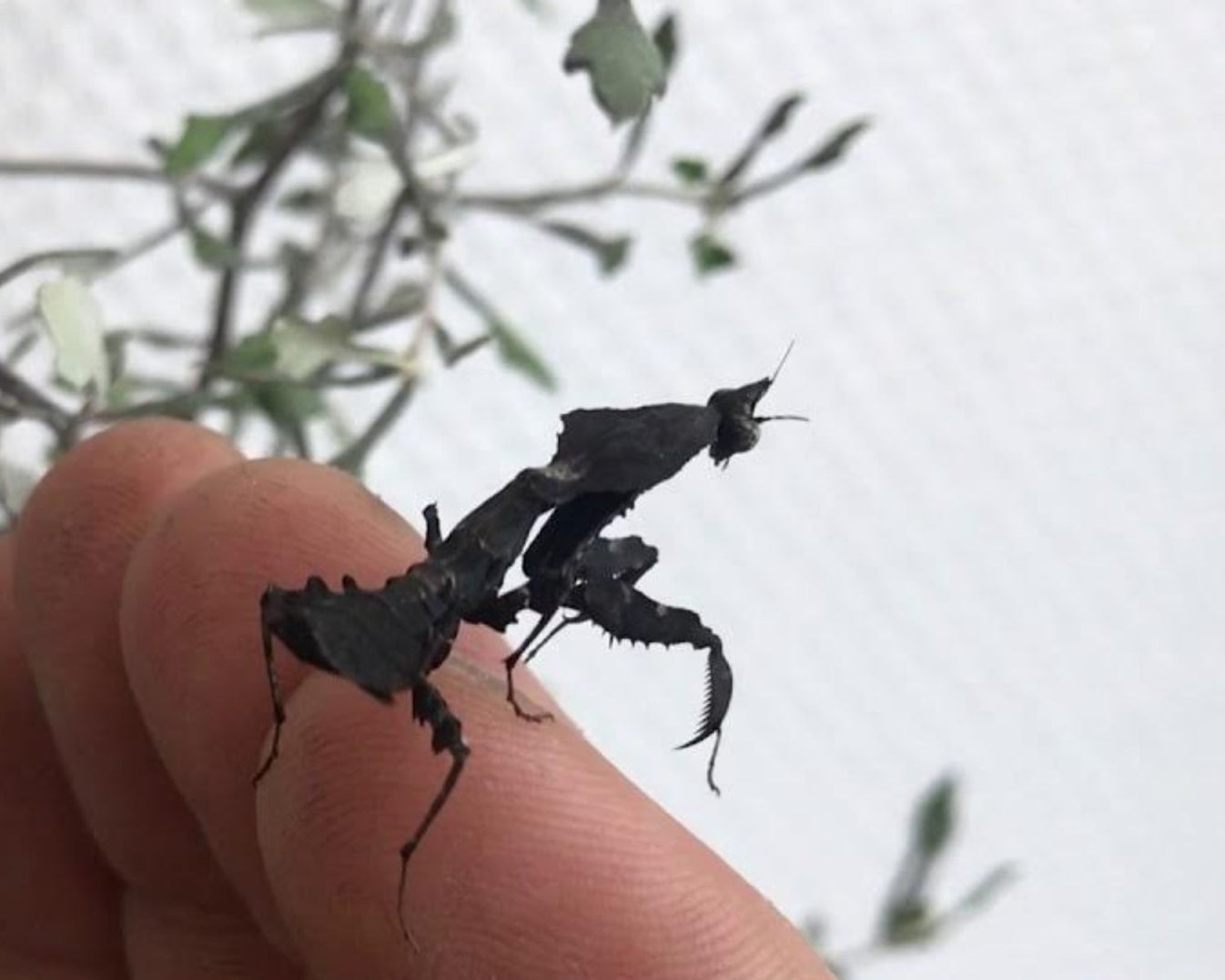 Acheter une mante Parablepharis Kuhlii Asiatica sur L'Insecterie – L ...