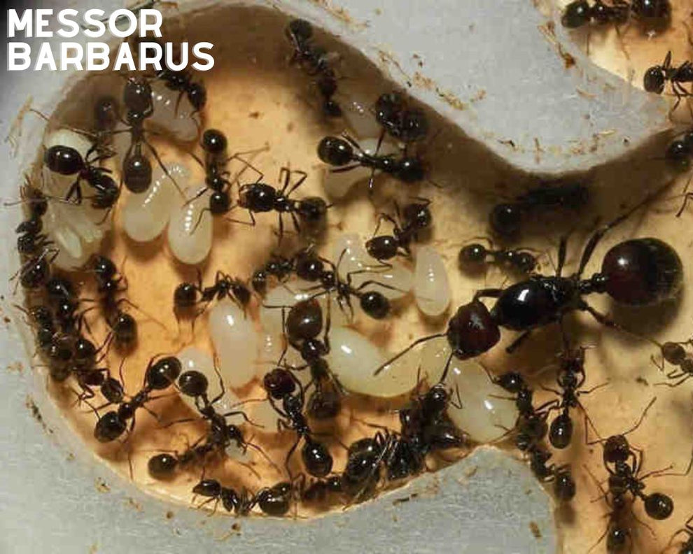 Kit d’élevage de Fourmis - Pack Fondation STARTER – L'insecterie