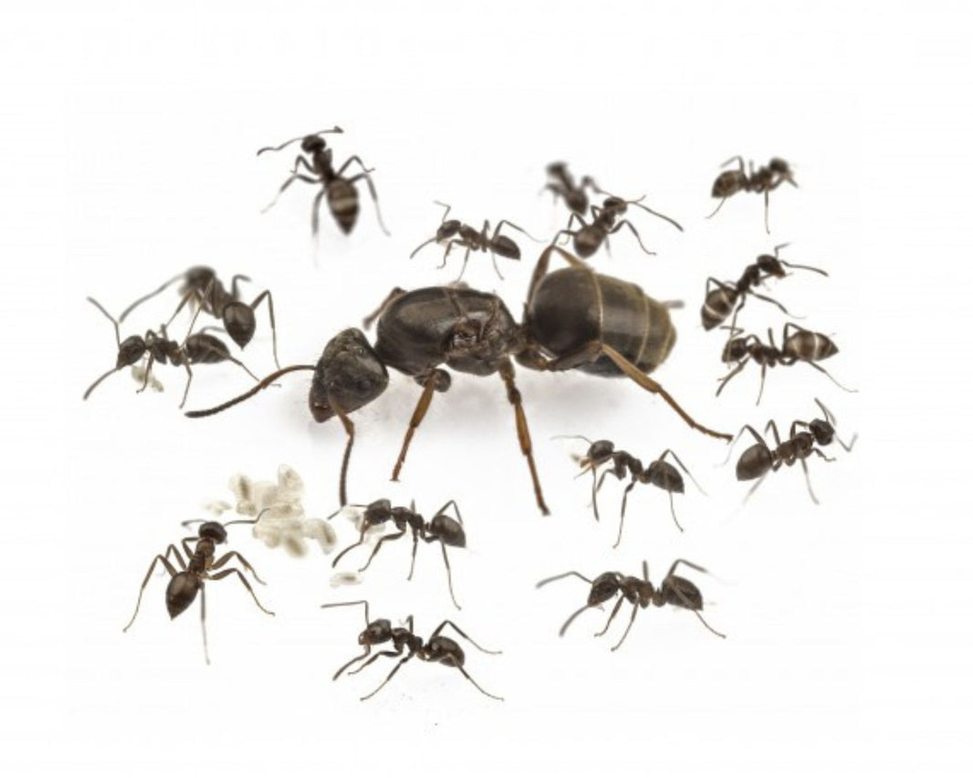Vente fourmis : Les colonies de fourmis – L'insecterie