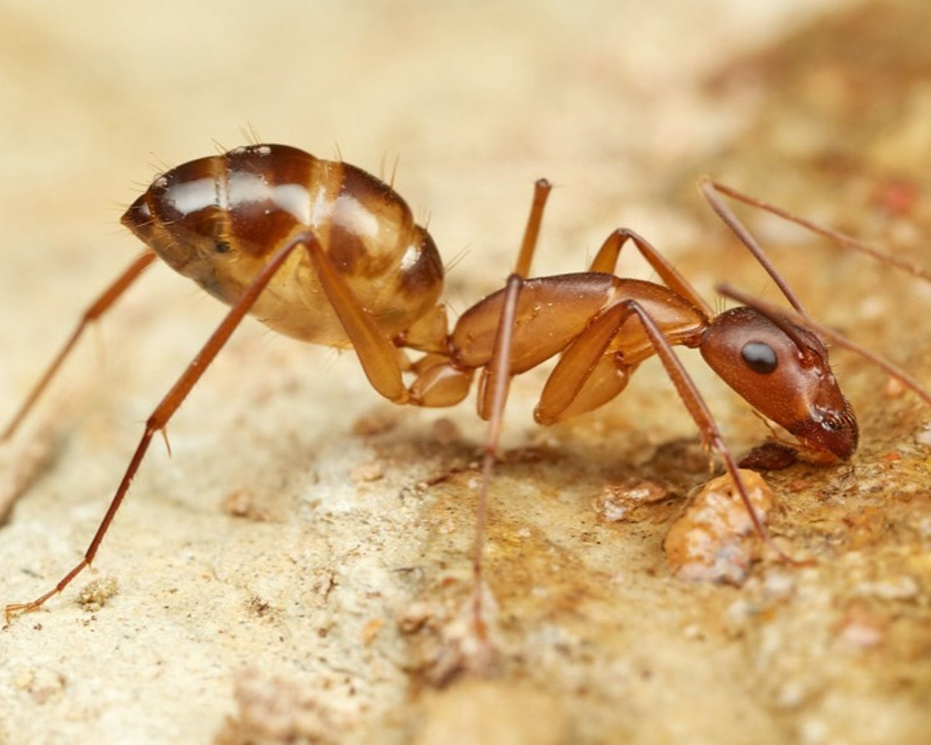 Fourmis - Camponotus maculatus – L'insecterie