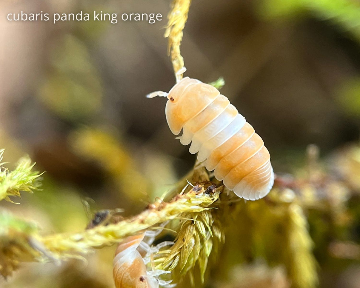 Cloportes - Cubaris Panda King Orange – L'insecterie