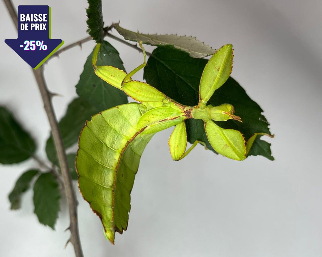 Vente en ligne de phasmes feuilles géants- Phyllium philippinicum – L ...