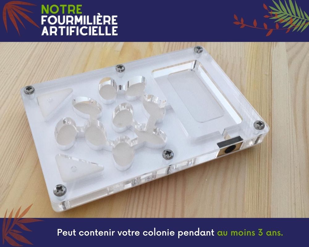 Kit d’élevage de Fourmis - Pack Fondation DELUXE – L'insecterie