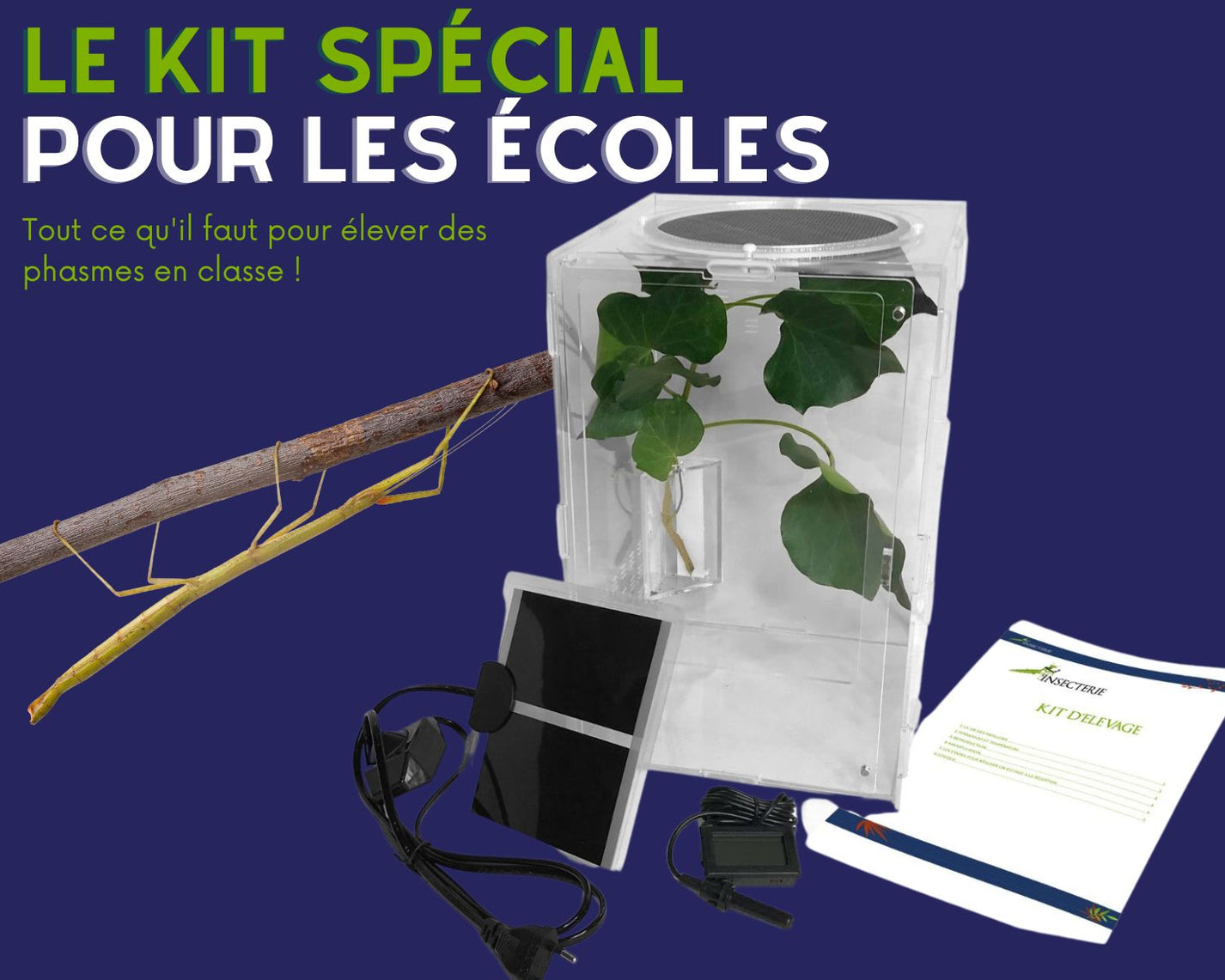 Elevage de phasmes en classe – L'insecterie