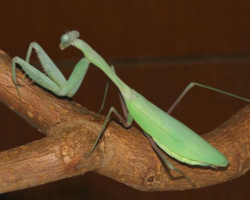Vente de mantes (religieuse) - Les mantes – L'insecterie