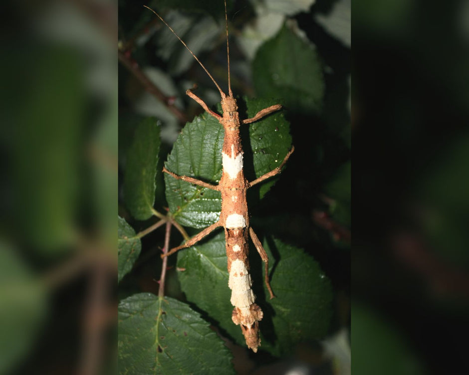 Vente de phasmes - Les phasmes – Page 4 – L'insecterie