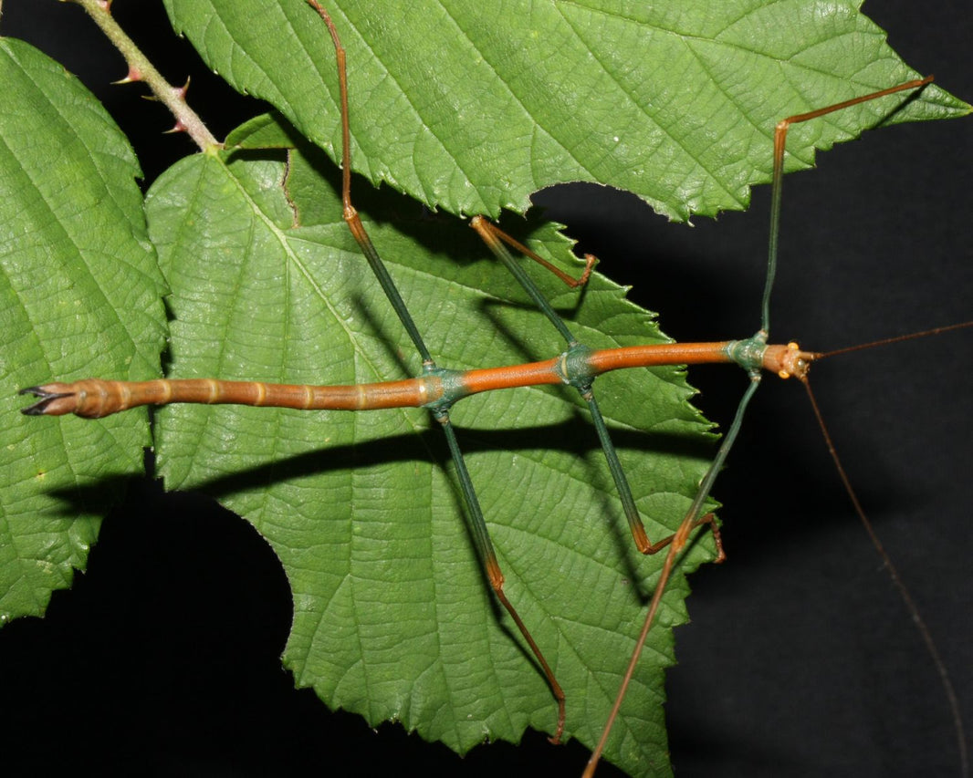 Vente de phasmes - Les phasmes – Page 5 – L'insecterie