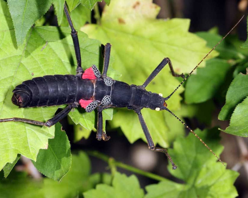 Vente de phasmes - Les phasmes – L'insecterie