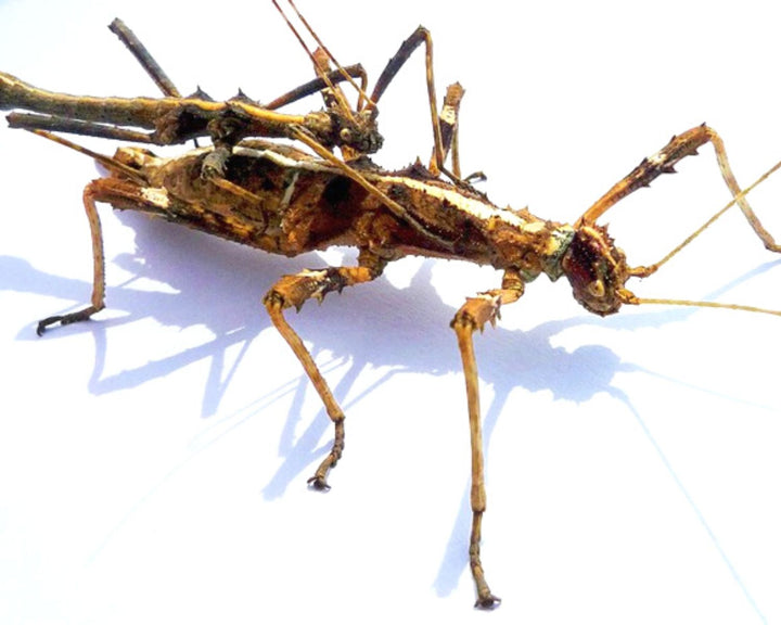 Vente de phasmes - Les phasmes – L'insecterie