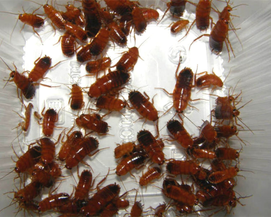 Autres Insectes-Réduves, Blattes, Criquets – L'insecterie