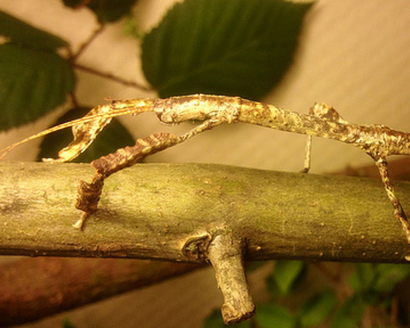 Phasmide Hermagoras Sigillatus online kaufen – L'insecterie