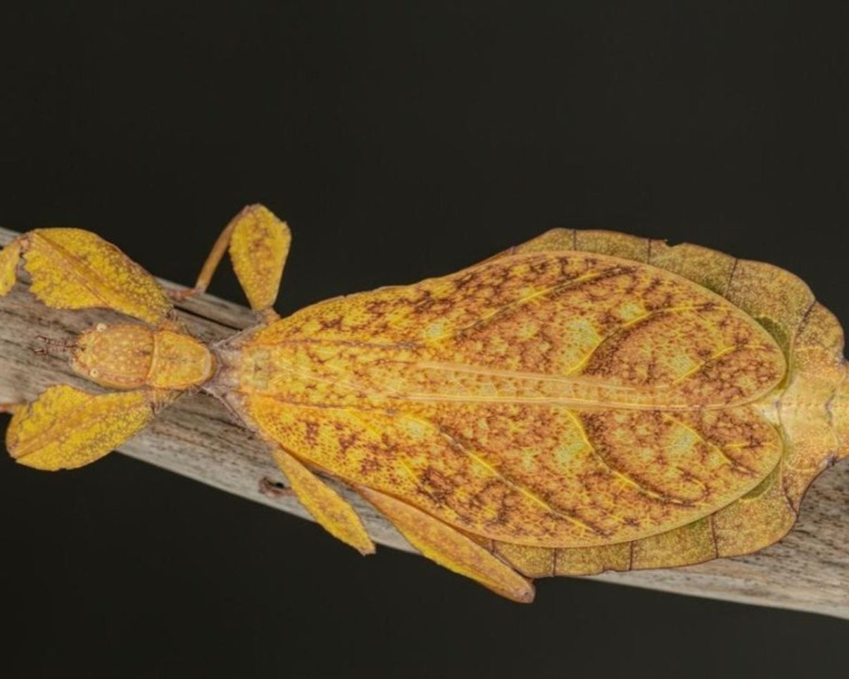 Acheter des phasmes Phyllium tobeloense "Galela" en ligne – L'insecterie