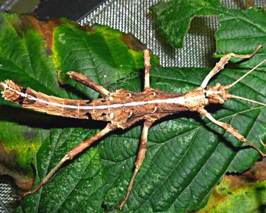 Vente de phasmes - Les phasmes – L'insecterie