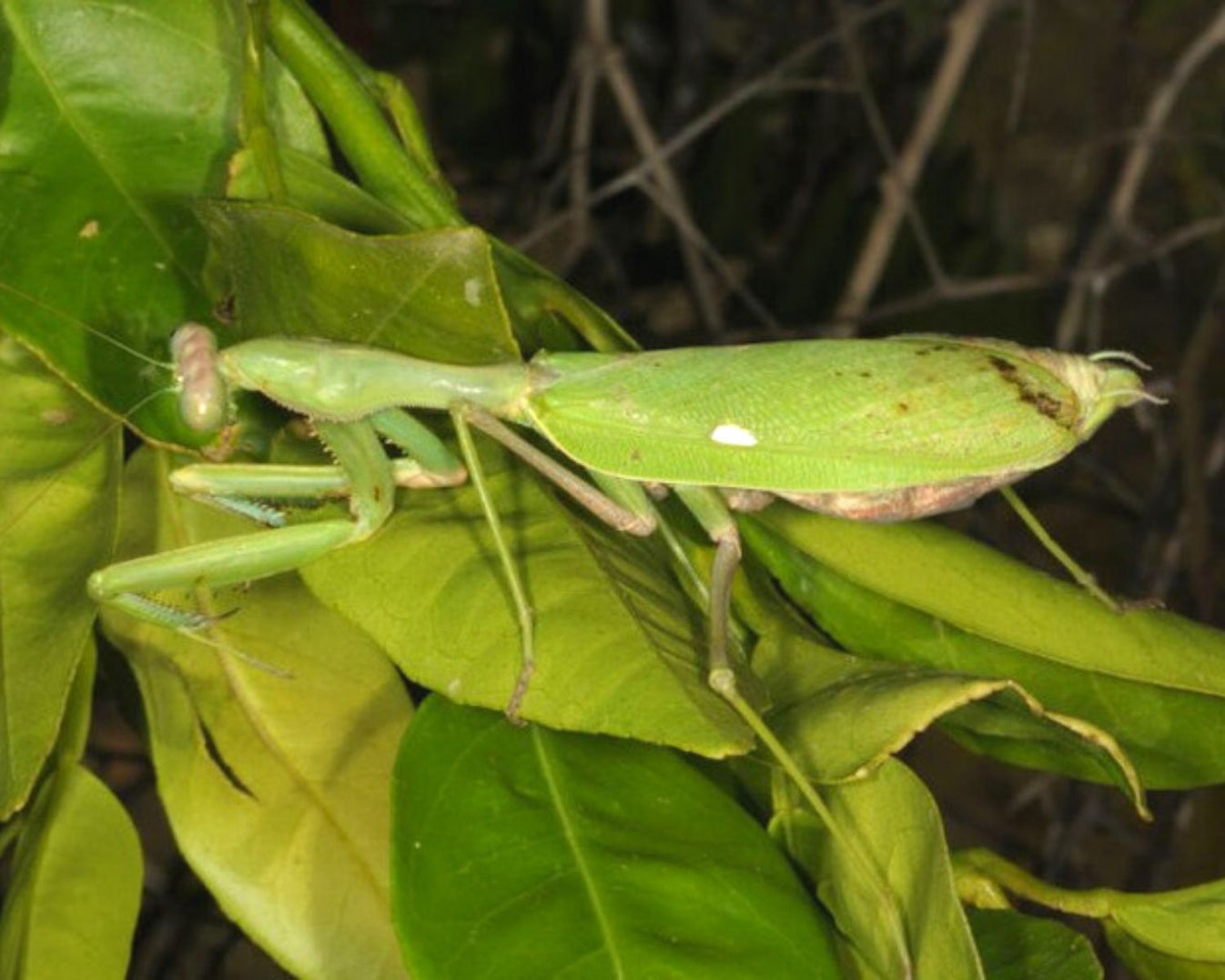 Online-Verkauf von Mantiden (Gottesanbeterinnen) - SphodroMantide ...