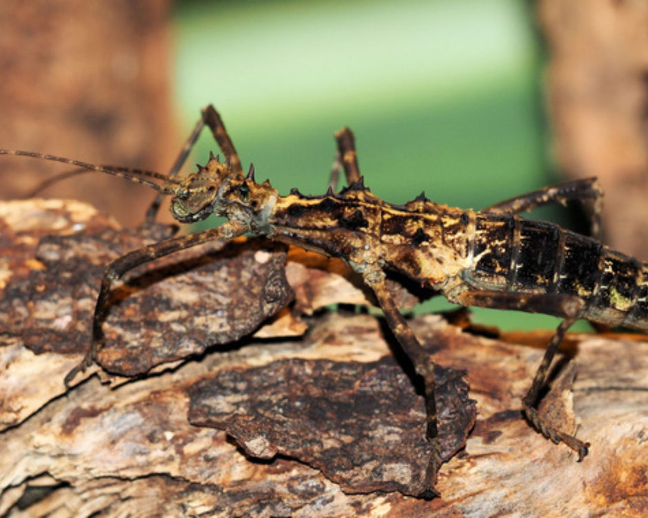 Vente de phasmes - Les phasmes – L'insecterie