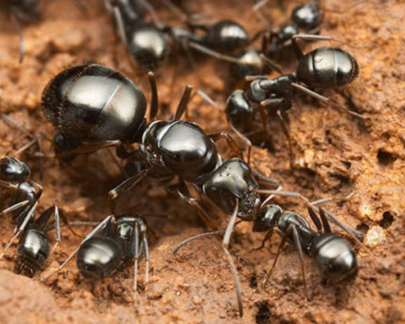 Fourmis - Formica fusca en vente sur www.linsecterie.com – L'insecterie