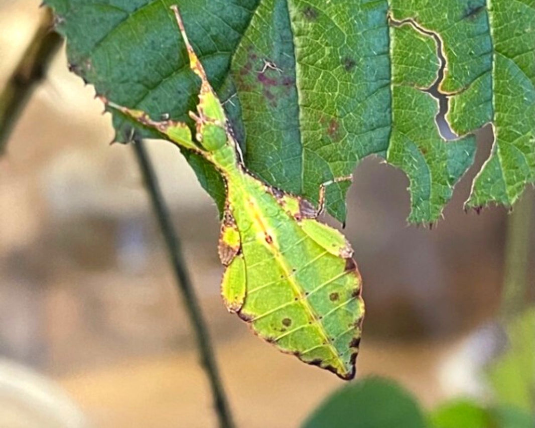 Vente de phasmes - Les phasmes – L'insecterie